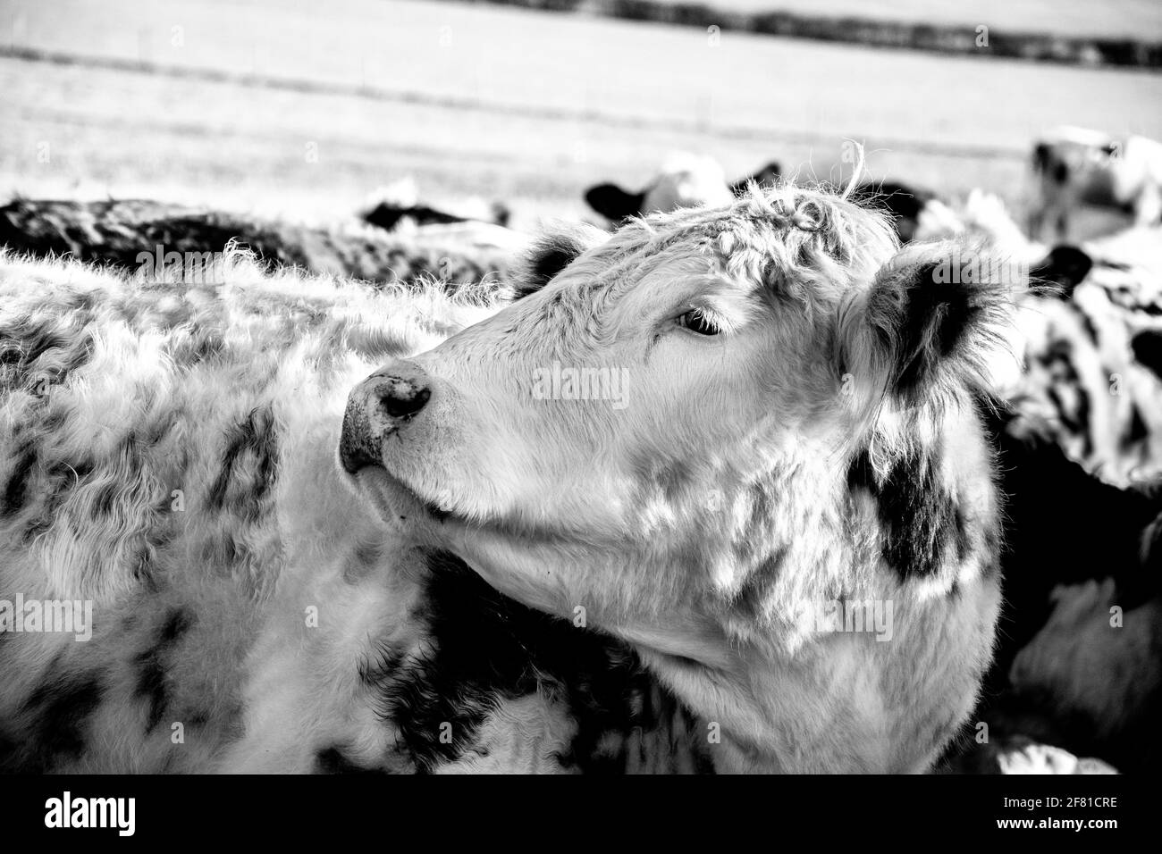 Grayscale shot of a cute cow Stock Photo - Alamy