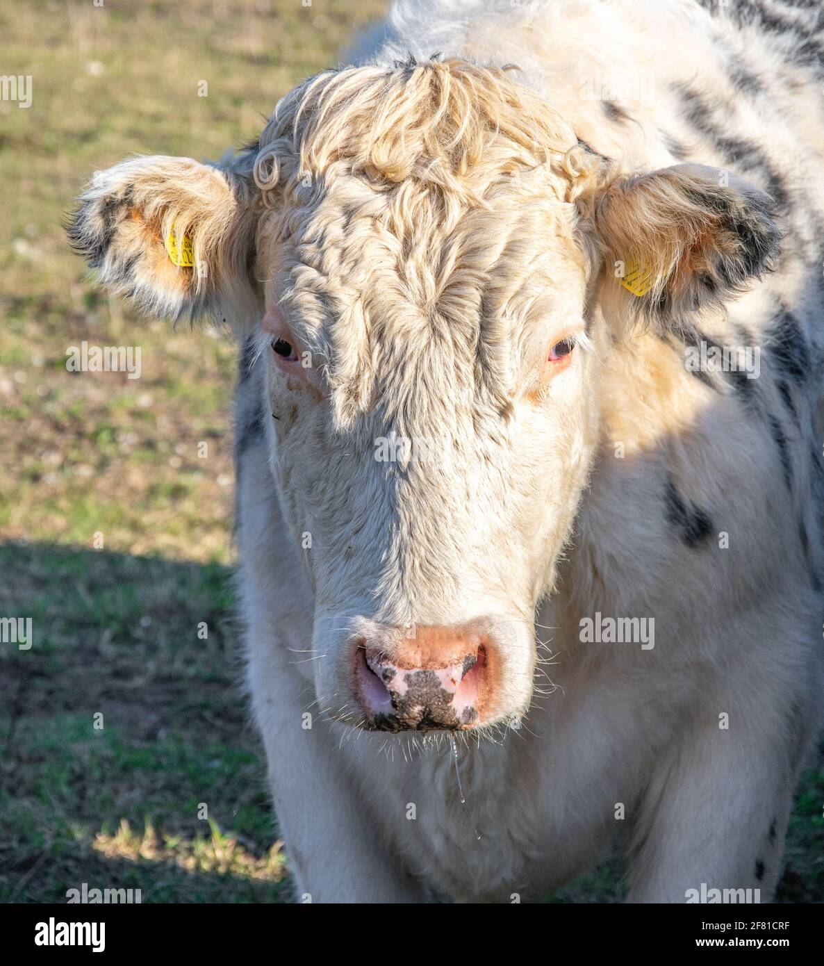 Funny cow face hi-res stock photography and images - Alamy