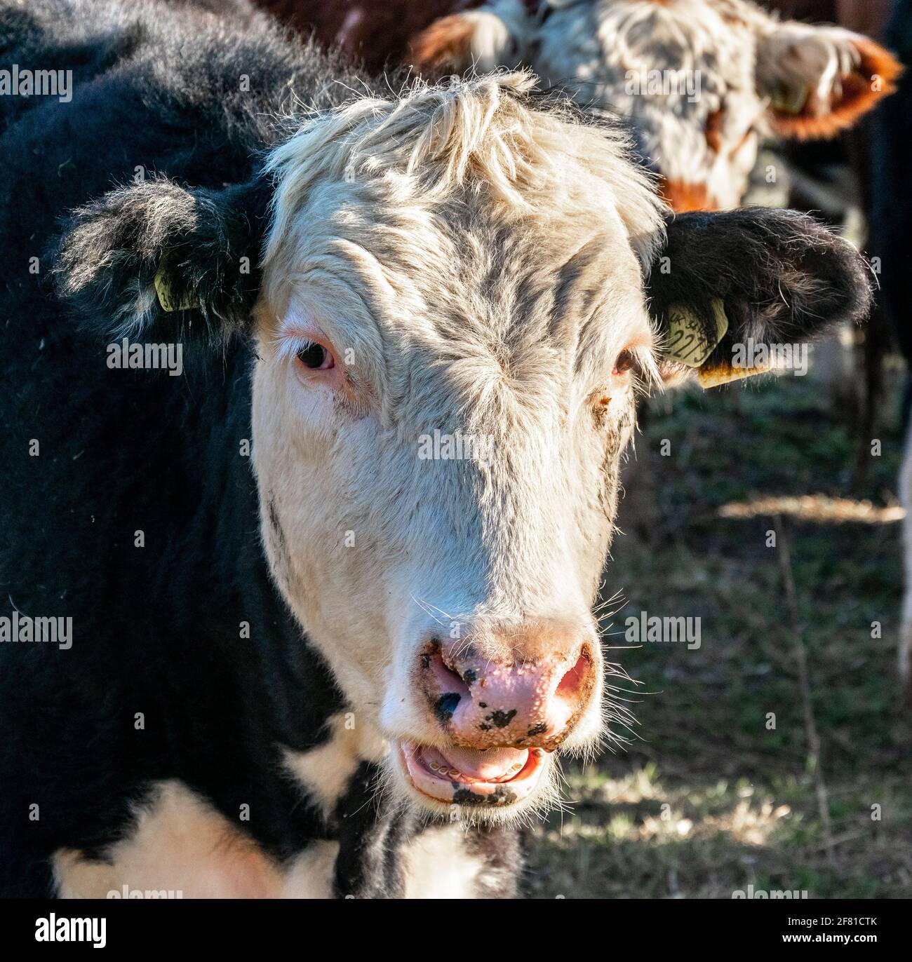 Closeup of a cute funny cow face Stock Photo - Alamy