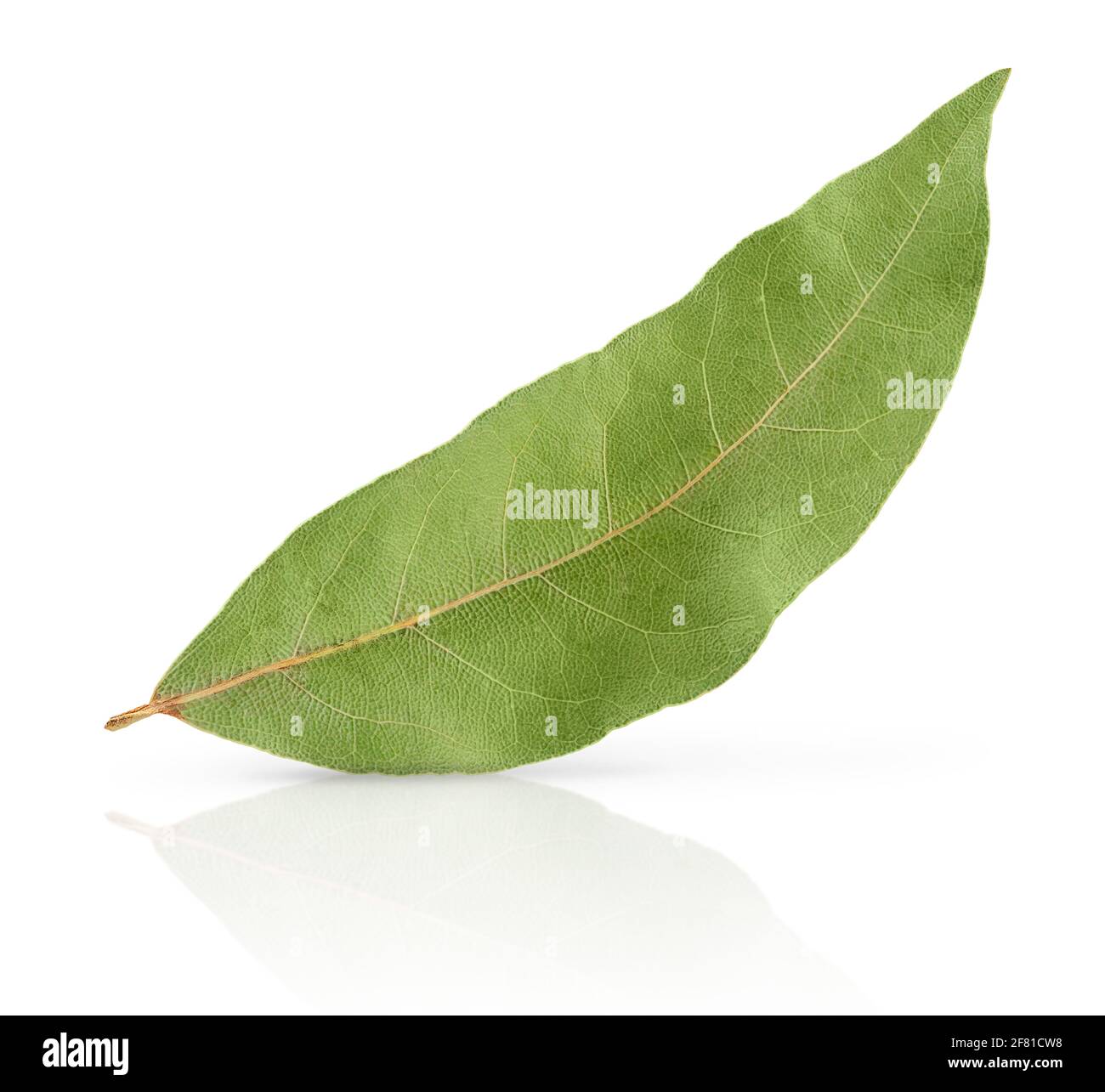 Single bay leaf isolated with clipping path on white background Stock ...