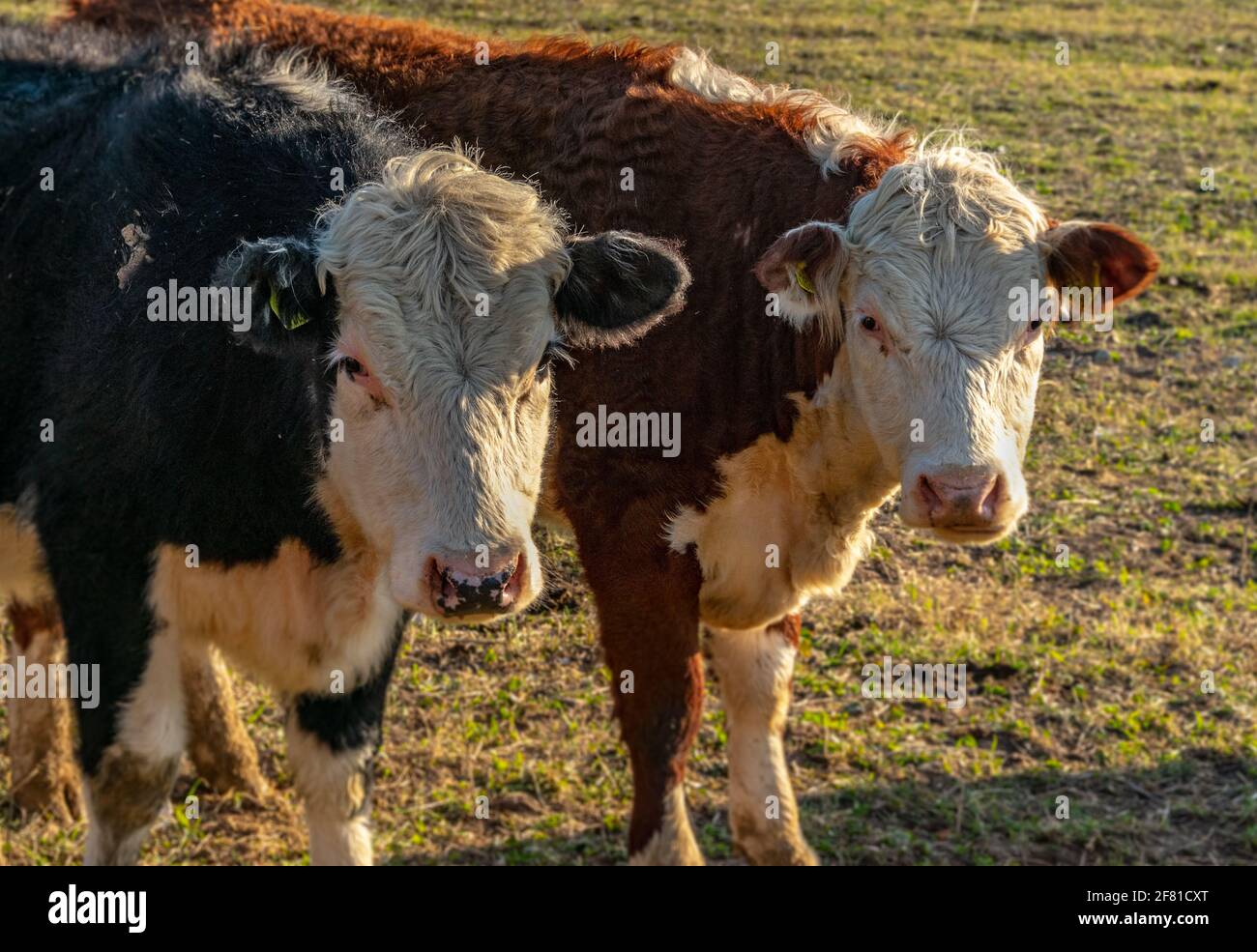 Cute cows in a farmland Stock Photo - Alamy