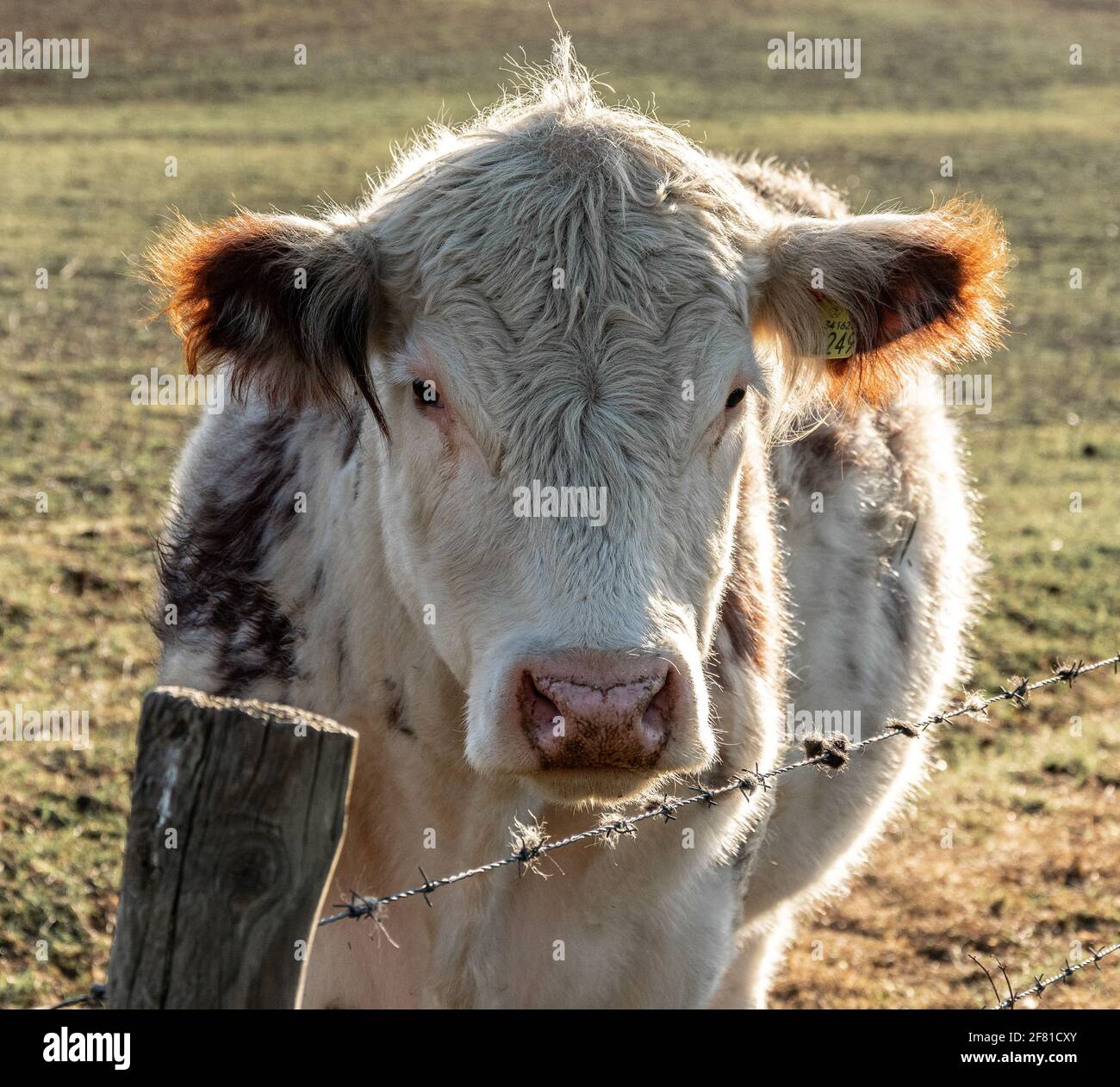 Closeup of a cute funny cow Stock Photo - Alamy