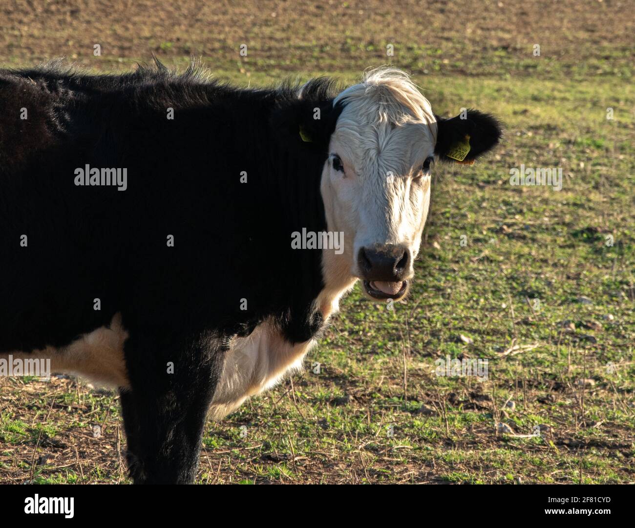 Closeup of a cute funny cow Stock Photo - Alamy