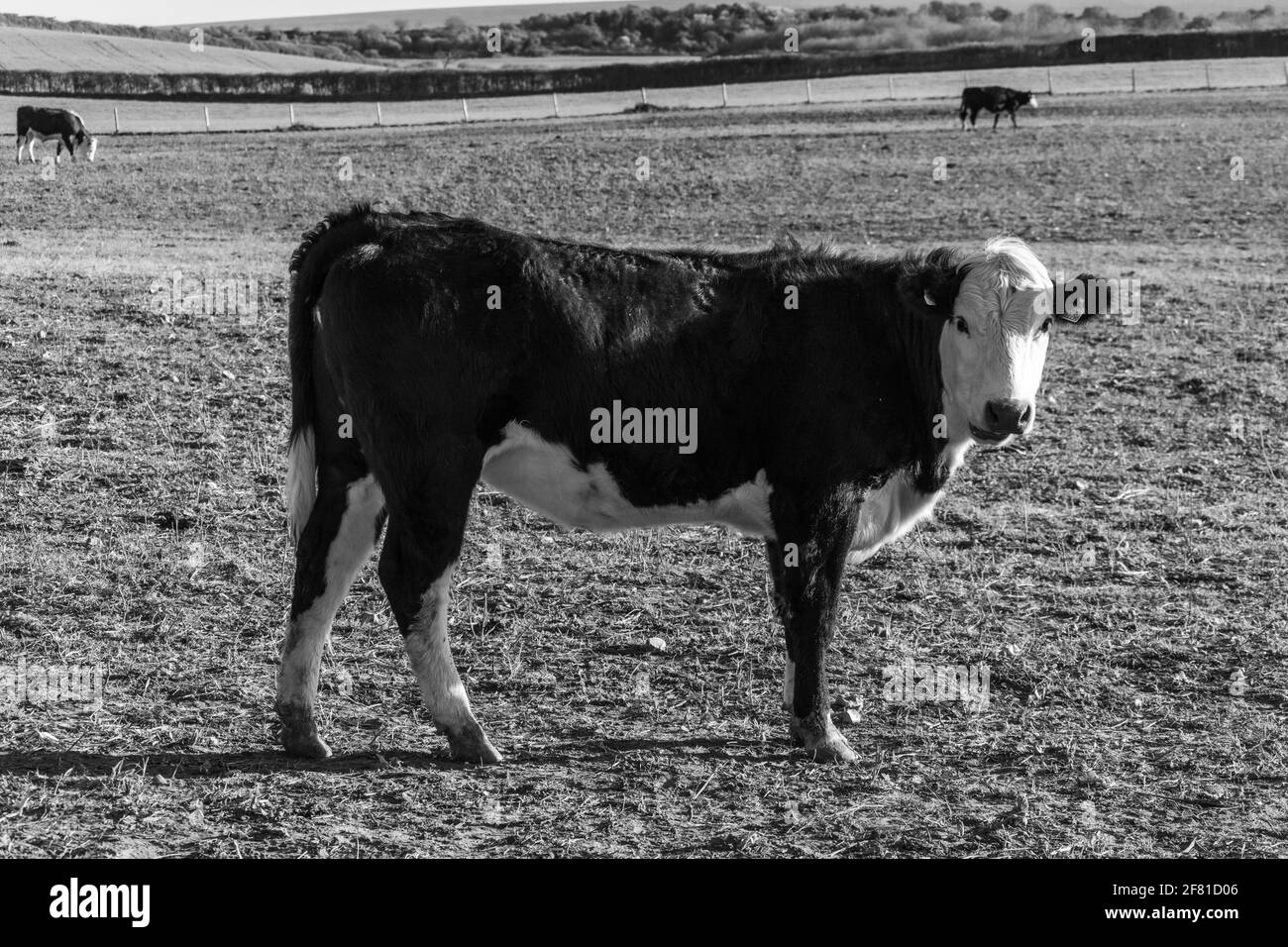 Calf farmland Black and White Stock Photos & Images - Alamy