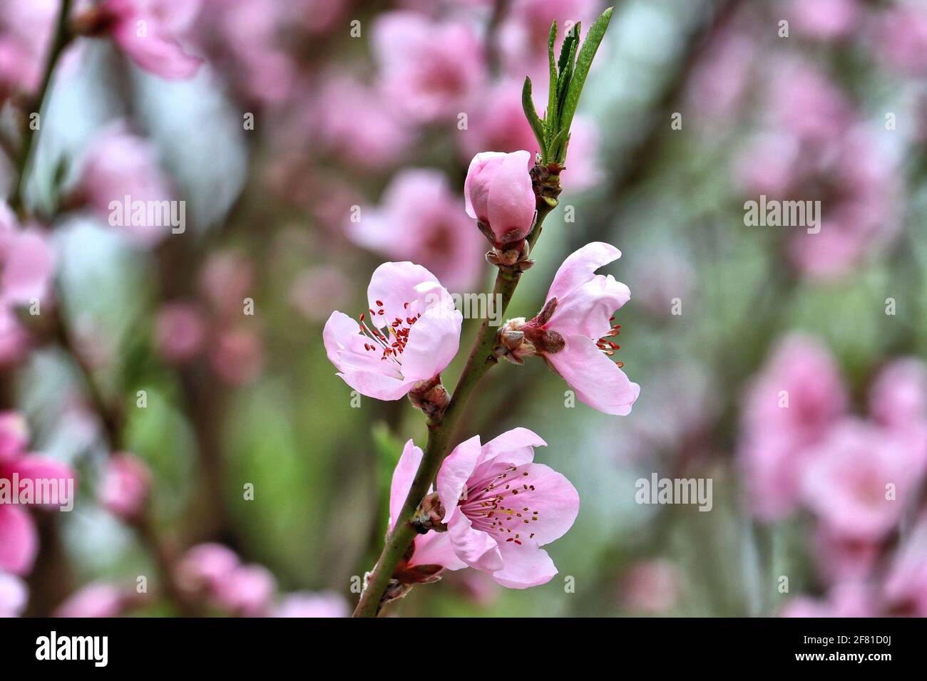 Peach tree blossom Stock Photo - Alamy
