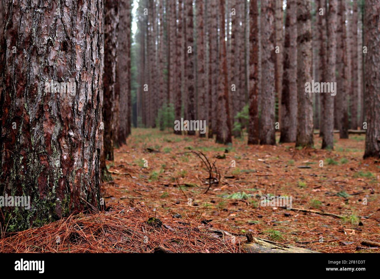 Rows of pine trees in Pennsylvania Stock Photo - Alamy