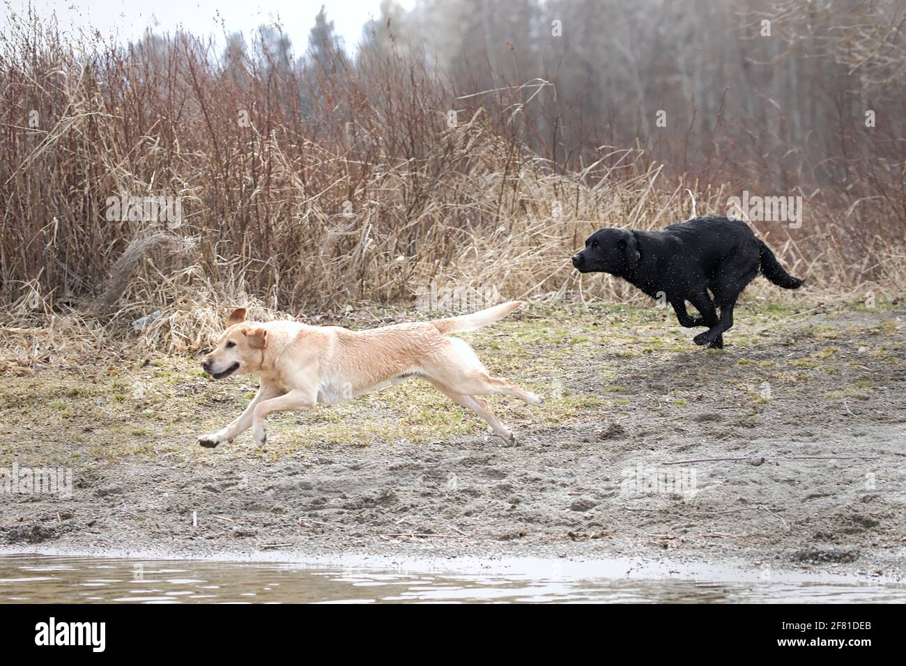 Wet lab hi-res stock photography and images - Alamy