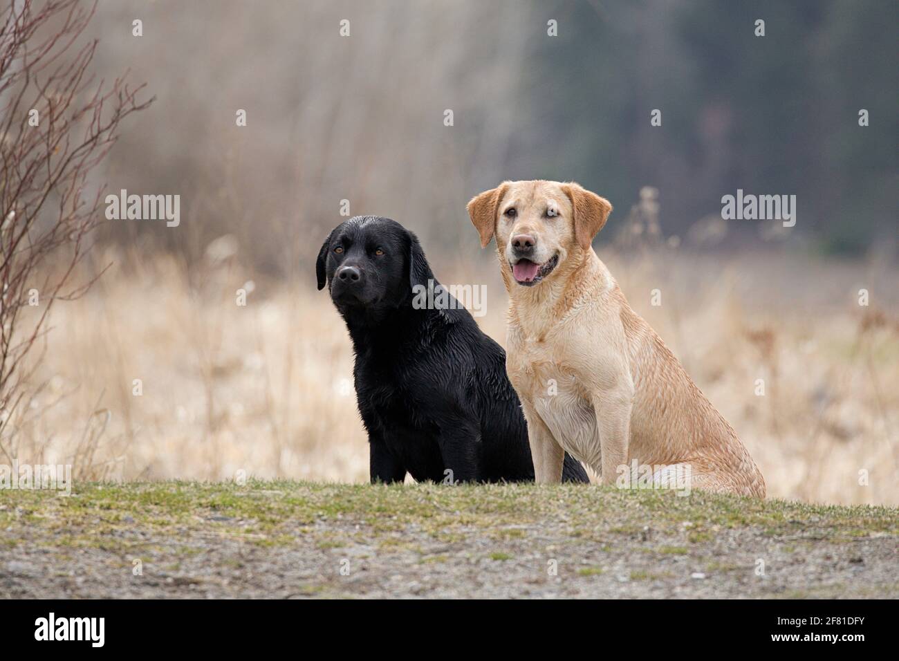 A black lab and a golden retriever sit together in a park in Hauser ...