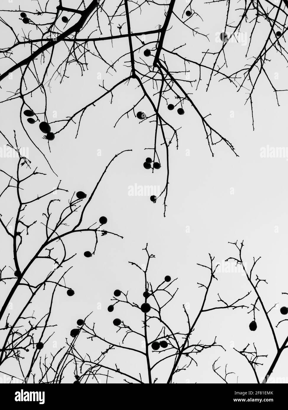 Vertical shot of a tree with fruits on branches in grayscale Stock ...