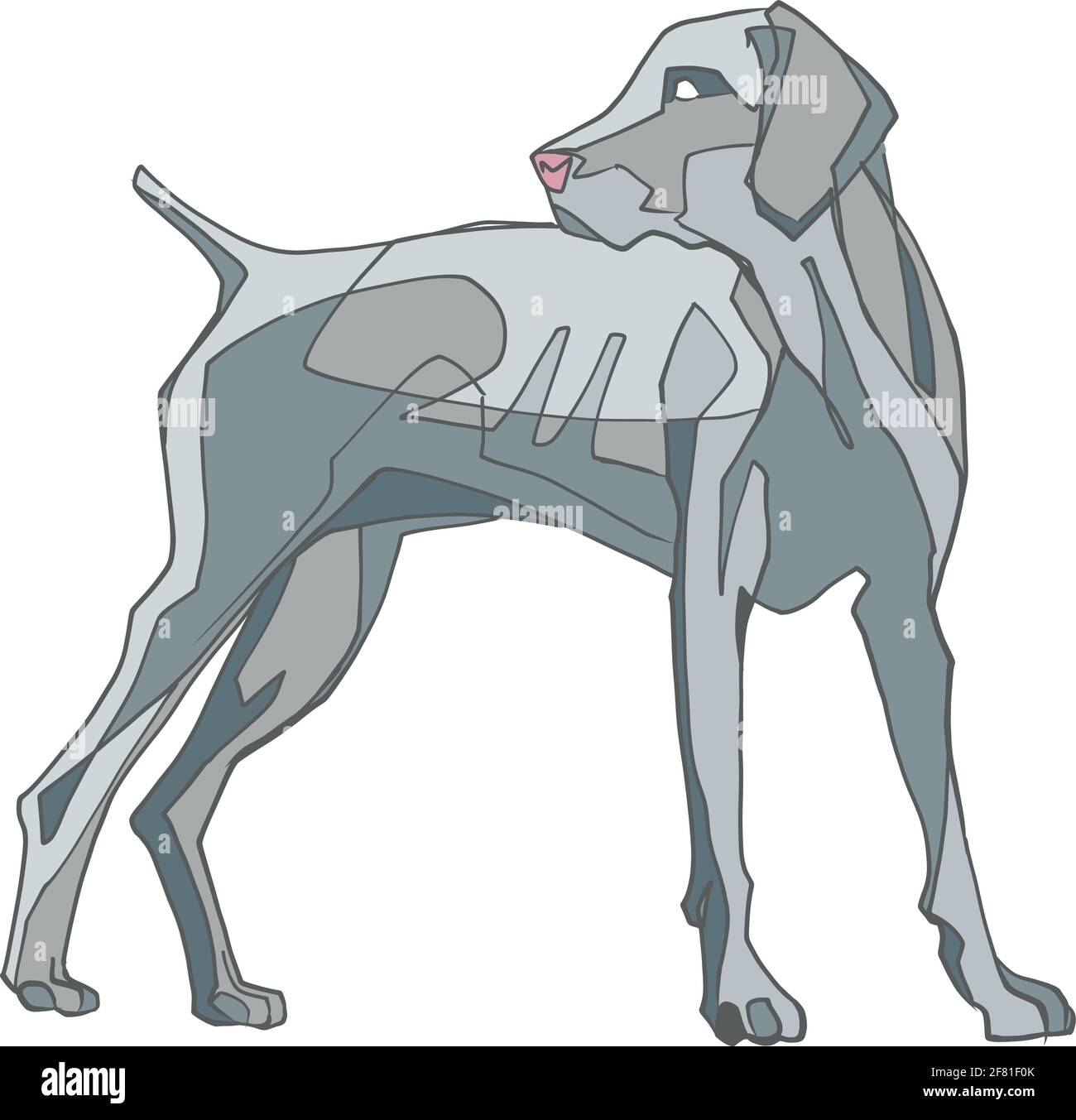 Hand drawn vector illustration or drawing of a Weimaraner dog Stock ...