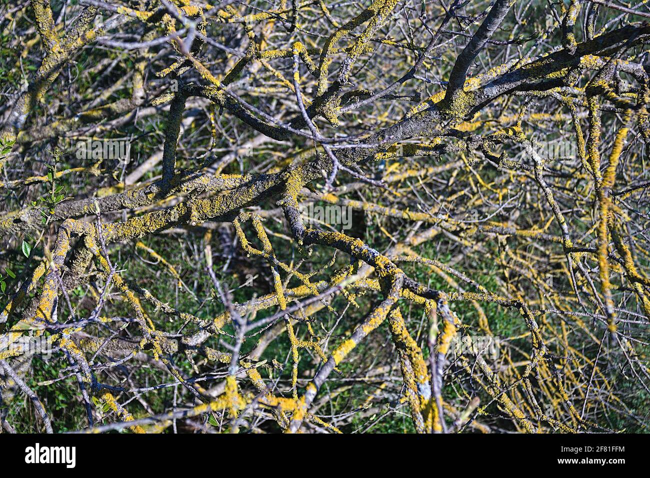 pattern of branches of vegetation typical of southern Italy Stock Photo ...