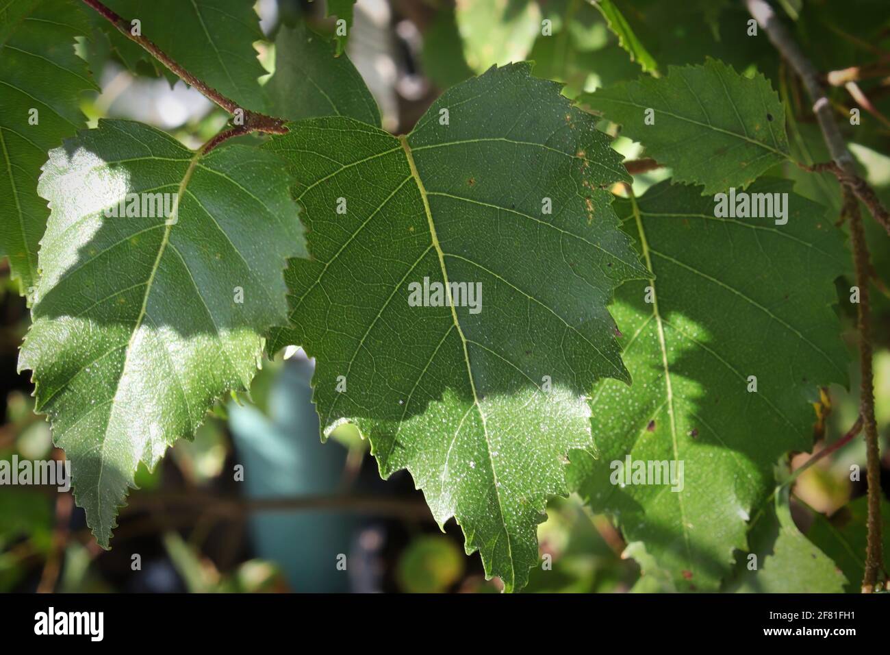 Columnar pattern hi-res stock photography and images - Alamy