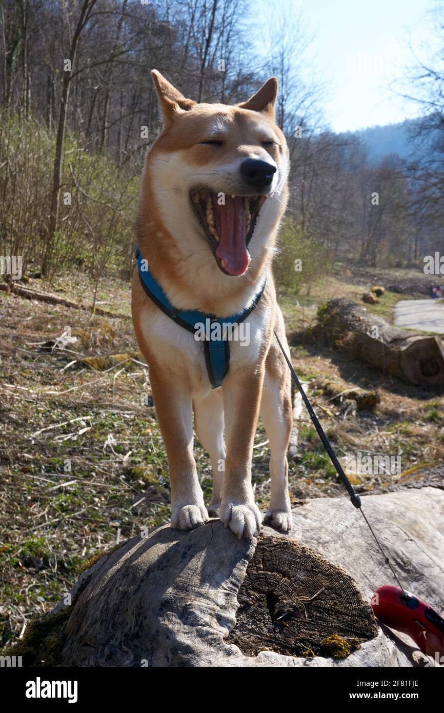 Shot of a Japanese shiba inu dog yawning in a tree trunk Stock Photo ...