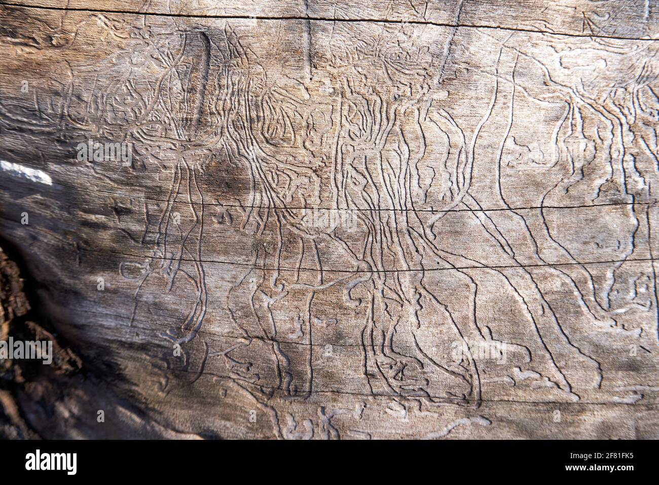 Shot of ancient rock carvings Stock Photo - Alamy