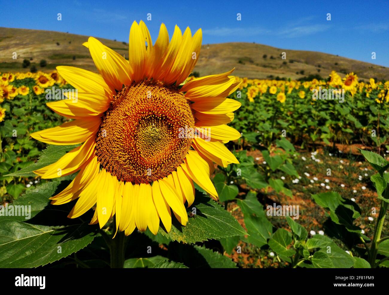 The Common Sunflower Plant - Helianthus annuus Stock Photo - Alamy