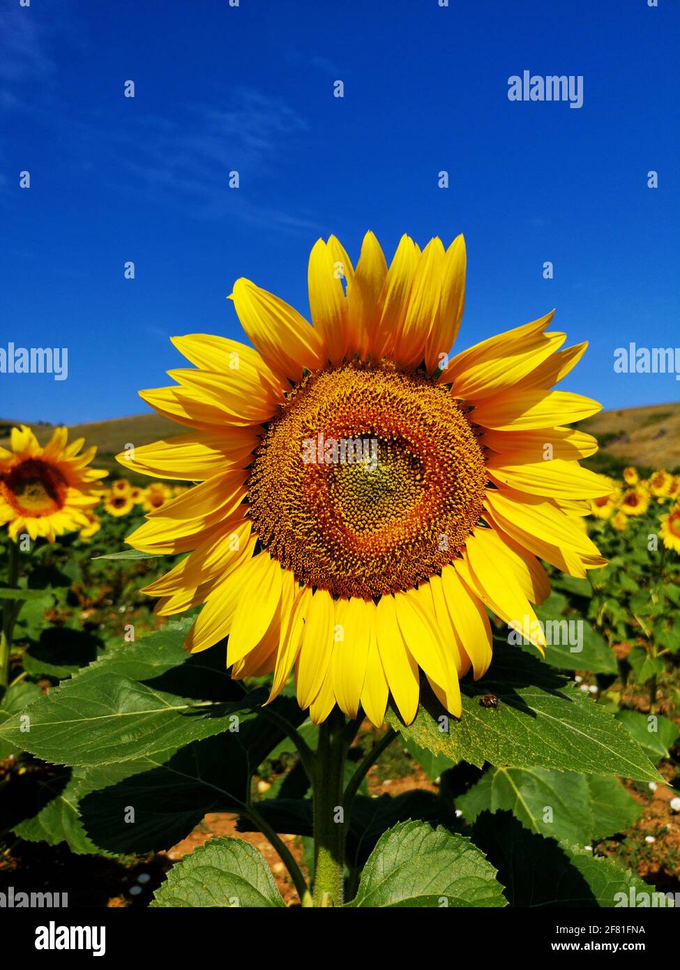 The Common Sunflower Plant - Helianthus annuus Stock Photo - Alamy
