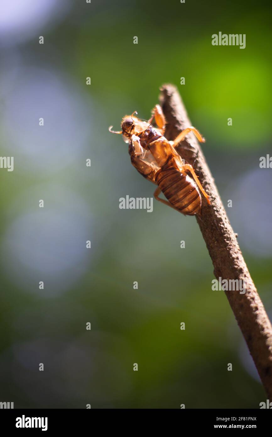 Cicada on branch hi-res stock photography and images - Alamy