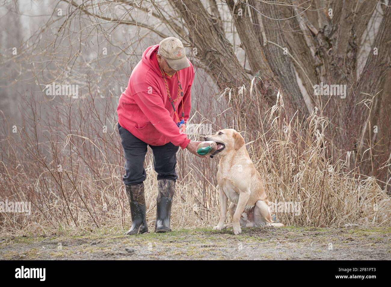 Labrador retriever with duck hi-res stock photography and images - Alamy