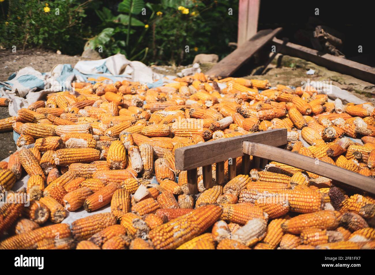 Pile of ripe corn after harvest on the ground Stock Photo - Alamy