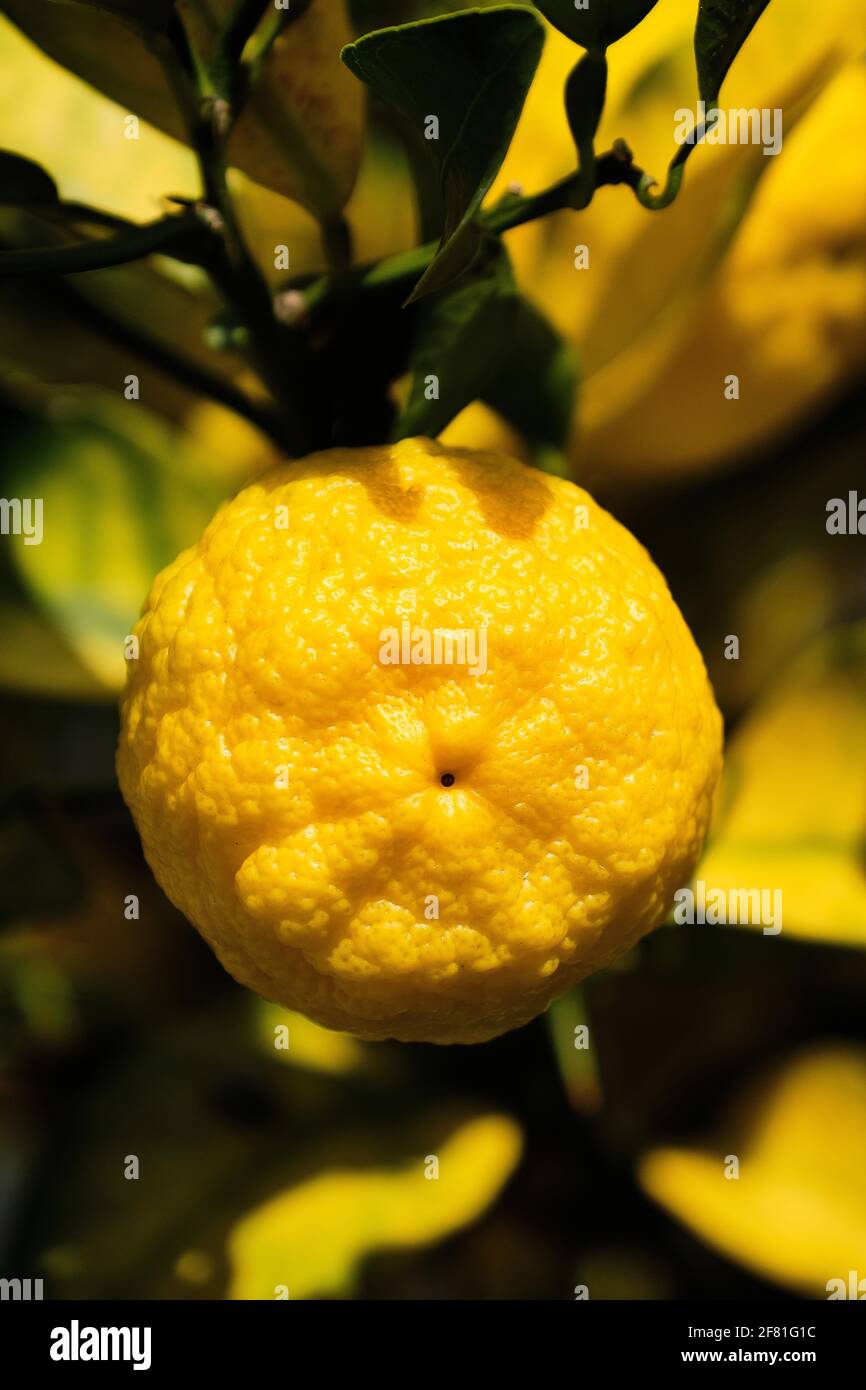 Close up isolated view of a juicy lemon growing on a lemon tree in ...
