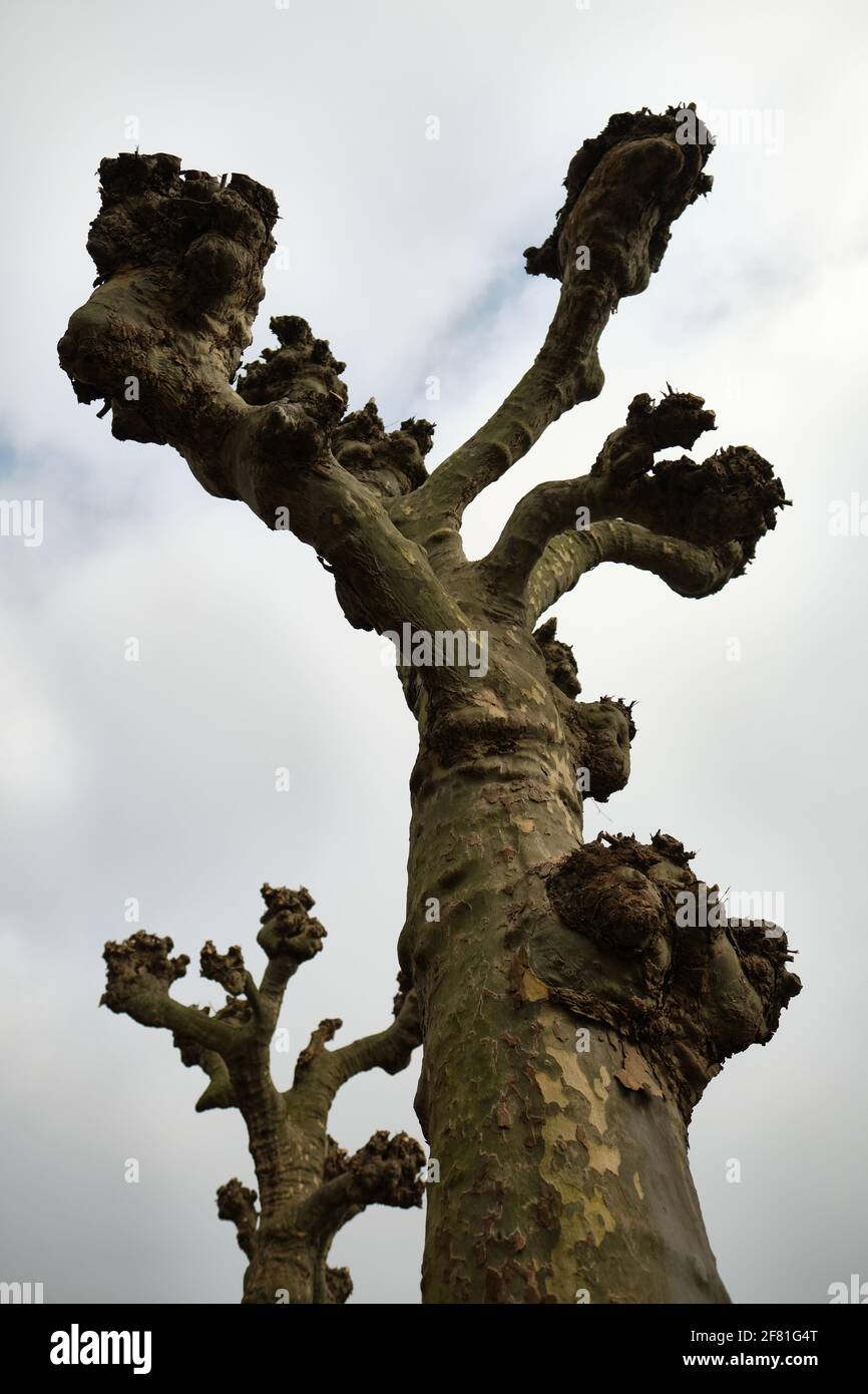 Close-up of a defoliated Plane tree (Platanus x hispanica Stock Photo ...
