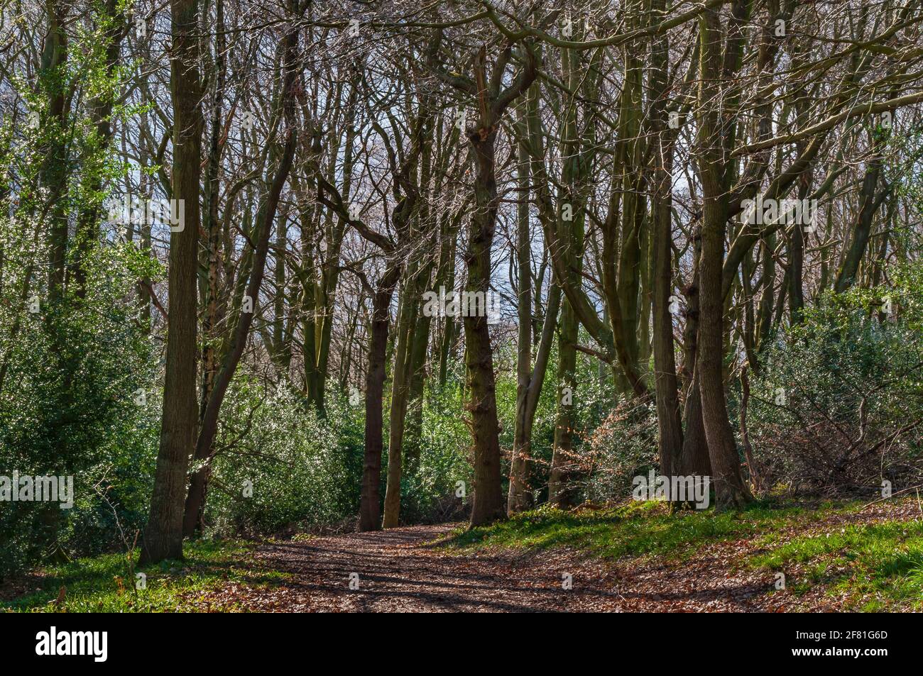 Sunlit densely-packed trees in Long Wood, ancient woodland in ...