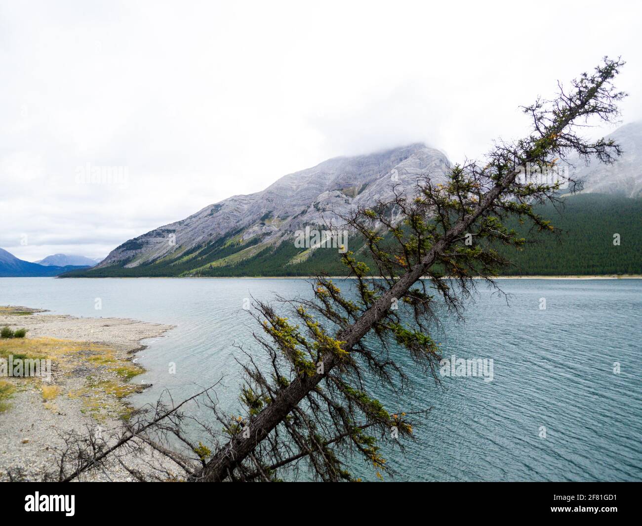 tree falling in a lake in the rockies Stock Photo - Alamy