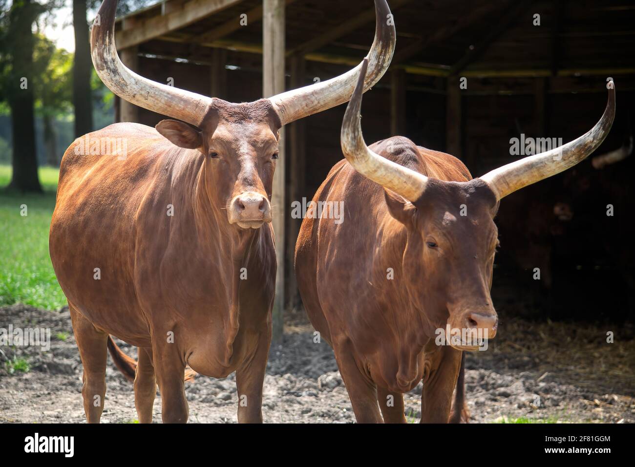 Watusi herd hi-res stock photography and images - Alamy