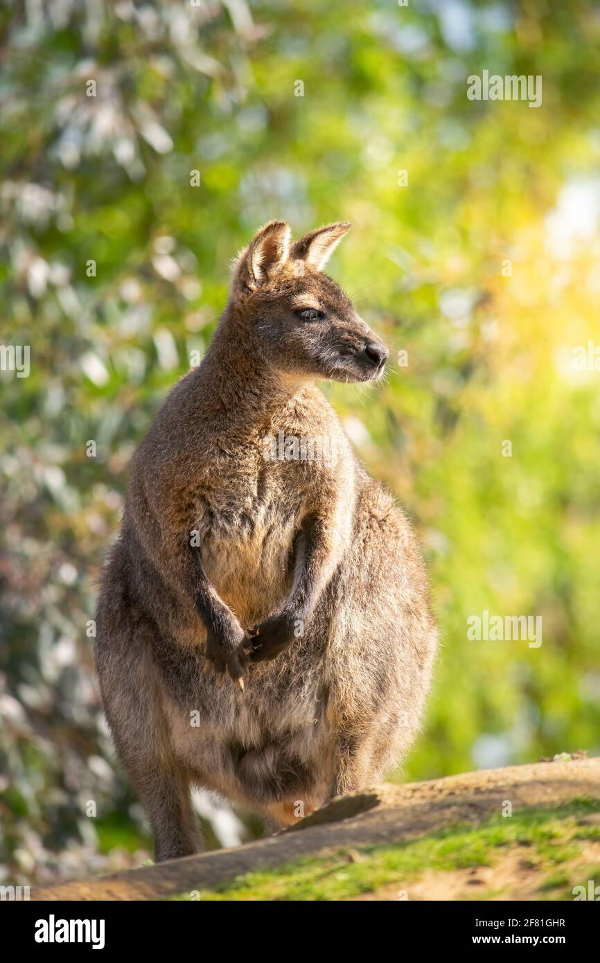 Portrait of an Australian wallaby Stock Photo - Alamy