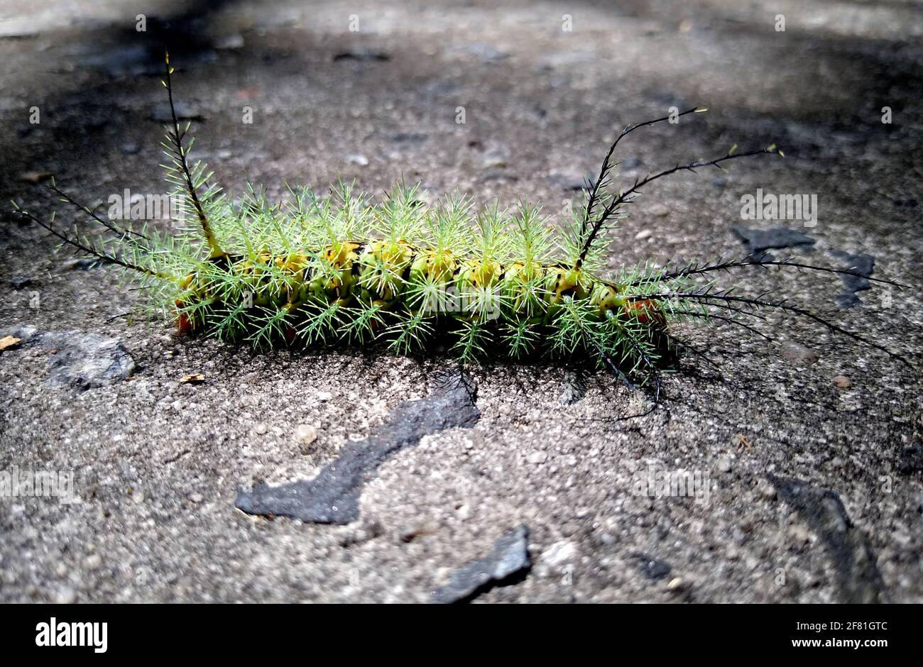 salvador, bahia / brazil - november 24, 2020: insect fire caterpillar ...