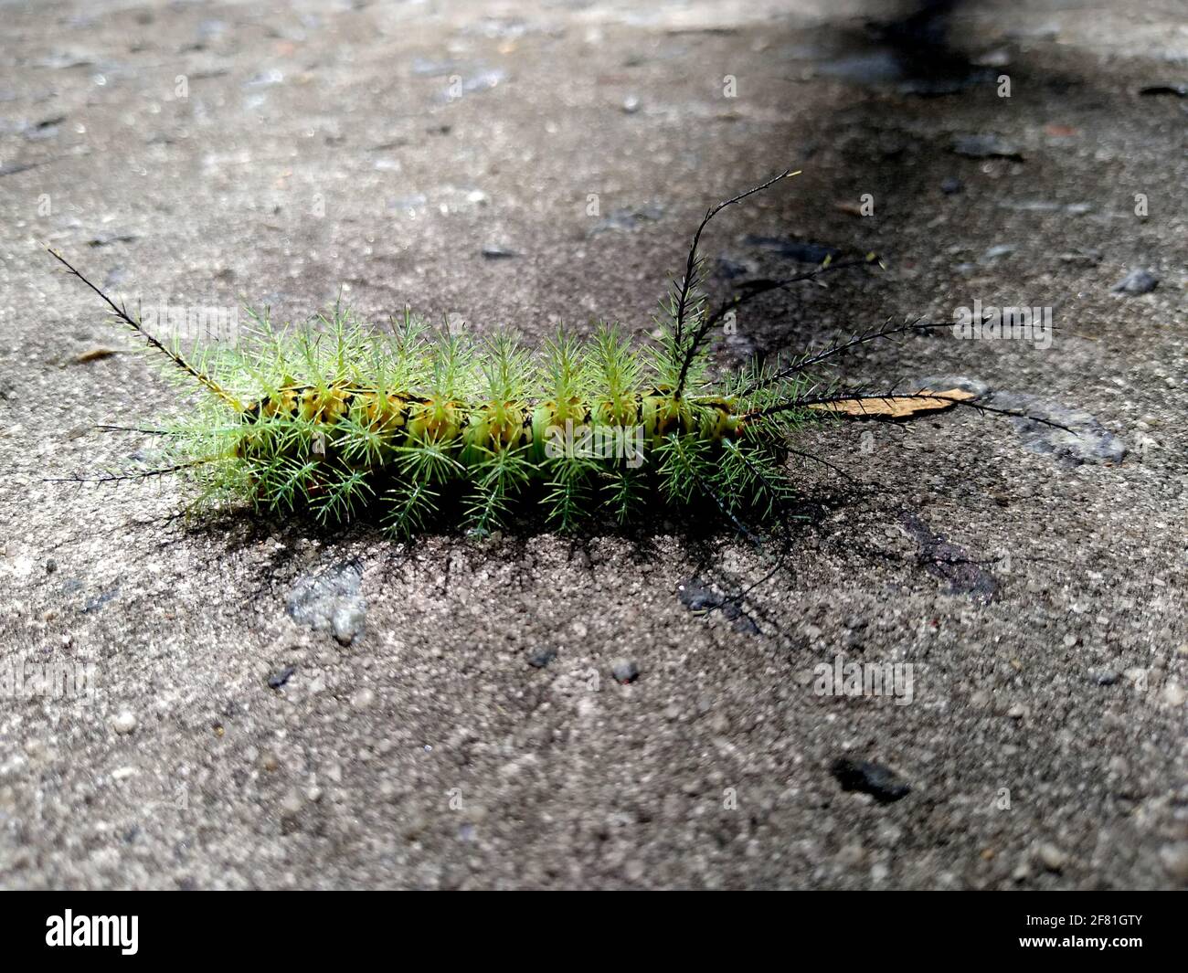 Lonomia caterpillar hi-res stock photography and images - Alamy