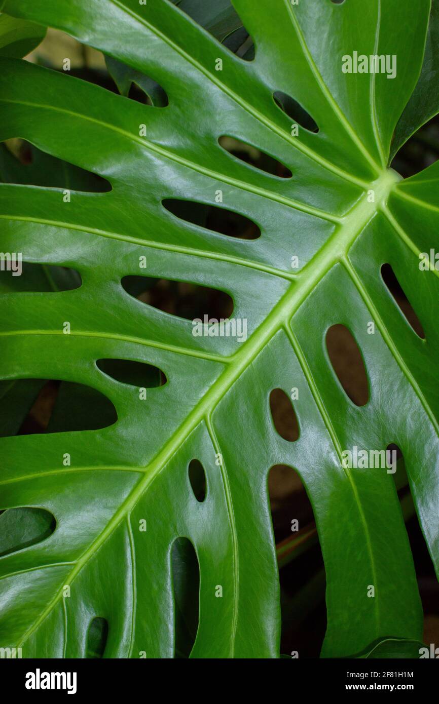 Monstera deliciosa Monstera leaf Stock Photo - Alamy