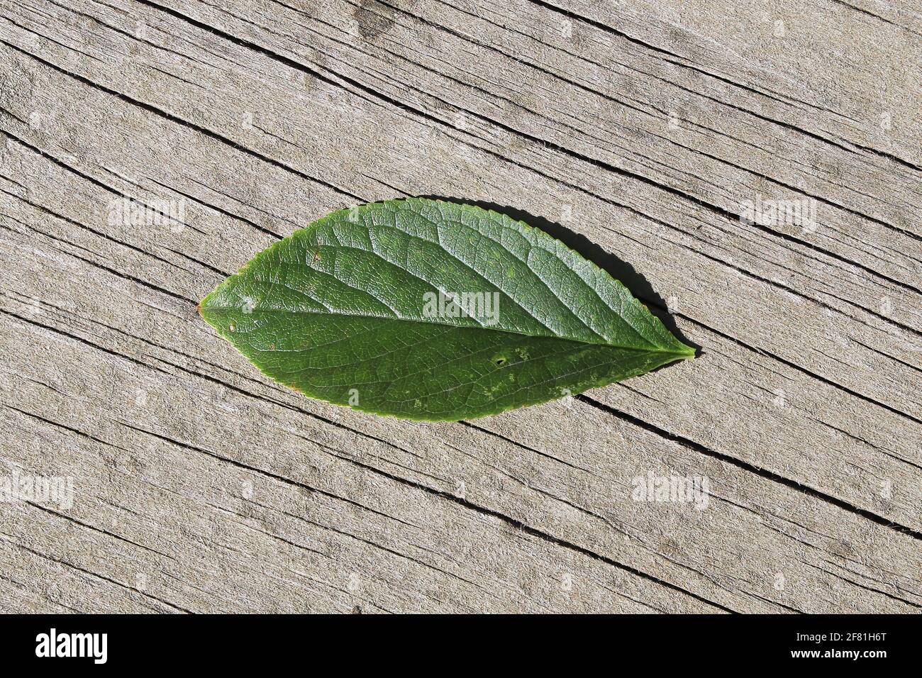 Ming green hi-res stock photography and images - Alamy
