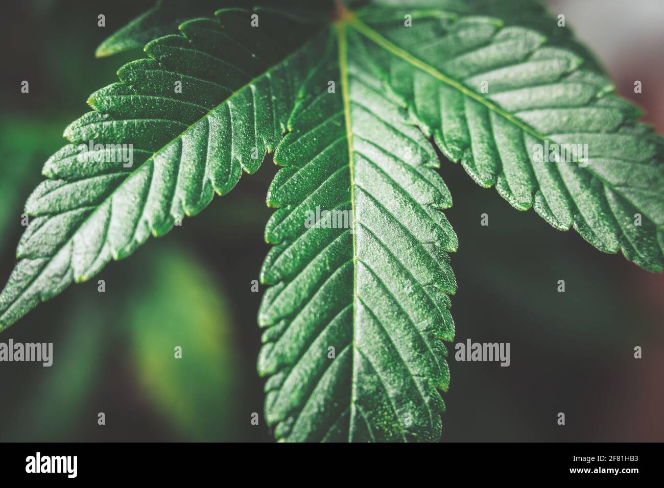 Marijuana cannabis leaf texture hi-res stock photography and images - Alamy