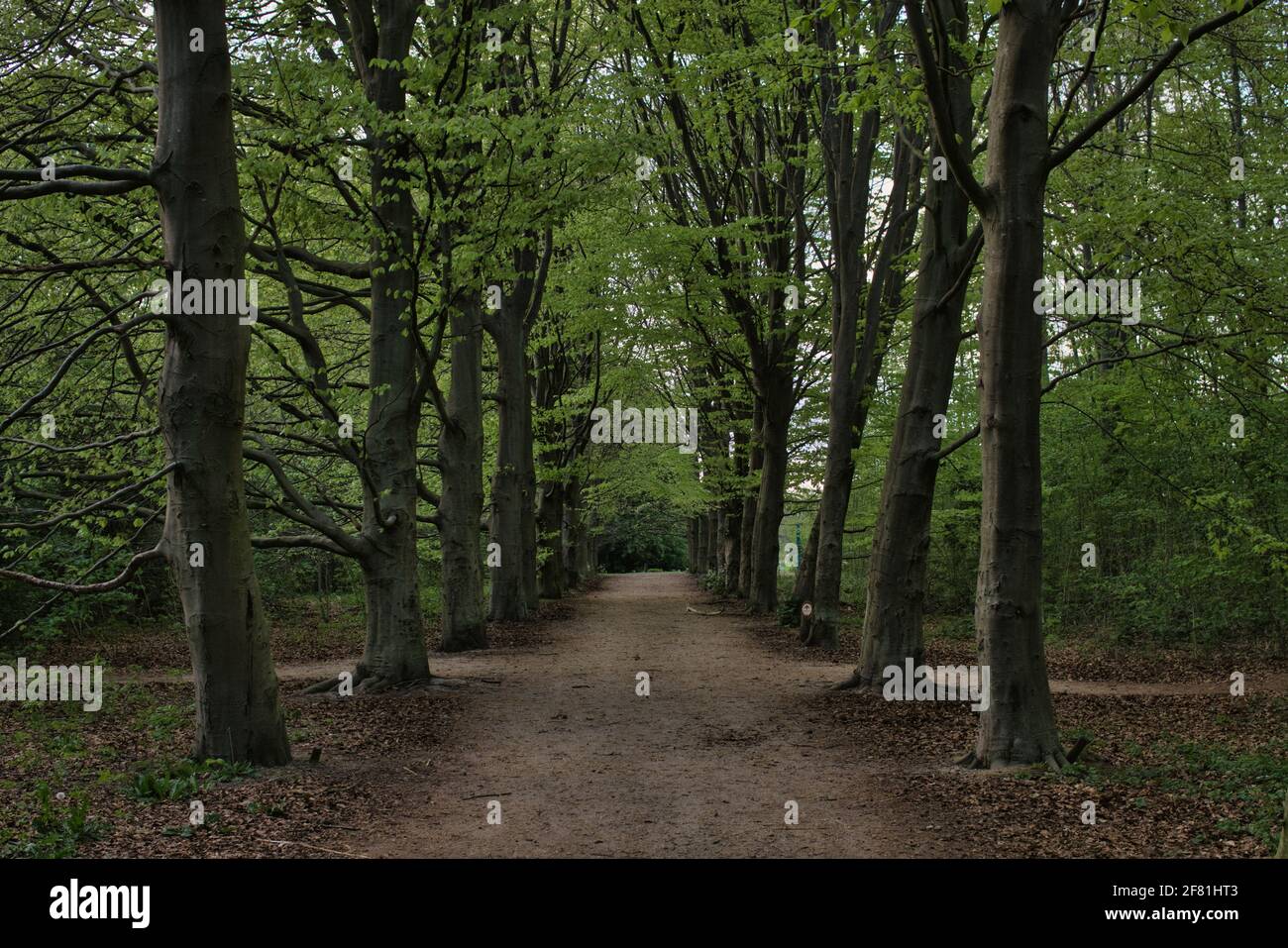 Forest path surrounded trees hi-res stock photography and images - Alamy