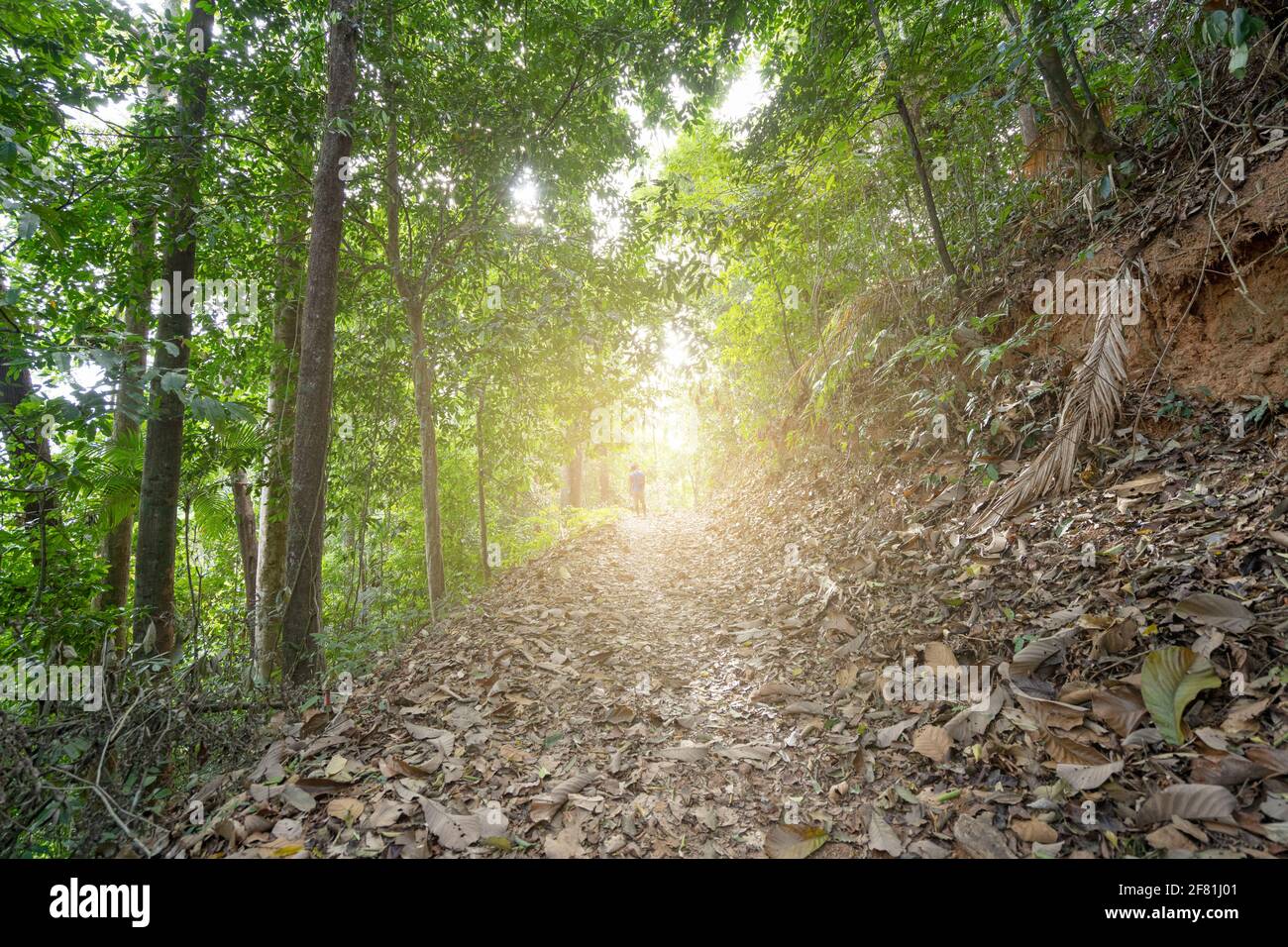 Young man walking alone in tropical rainforest green trees wild forest ...