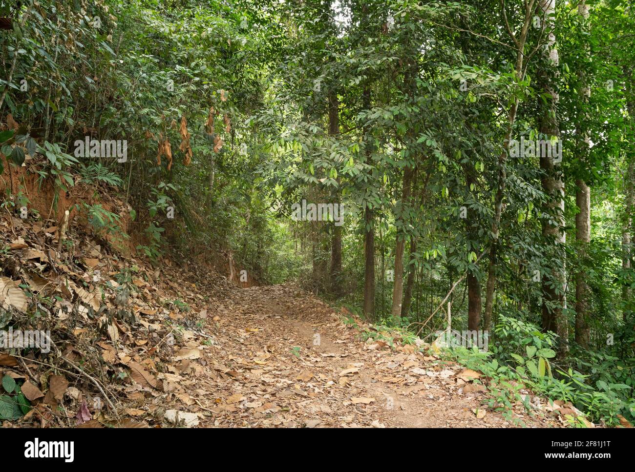 Dirt road through fall foliage trees Tropical rainforest Hiking path ...