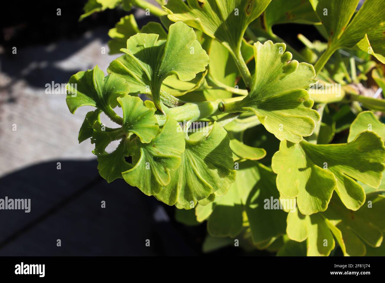 Ginkgo branches hi-res stock photography and images - Alamy