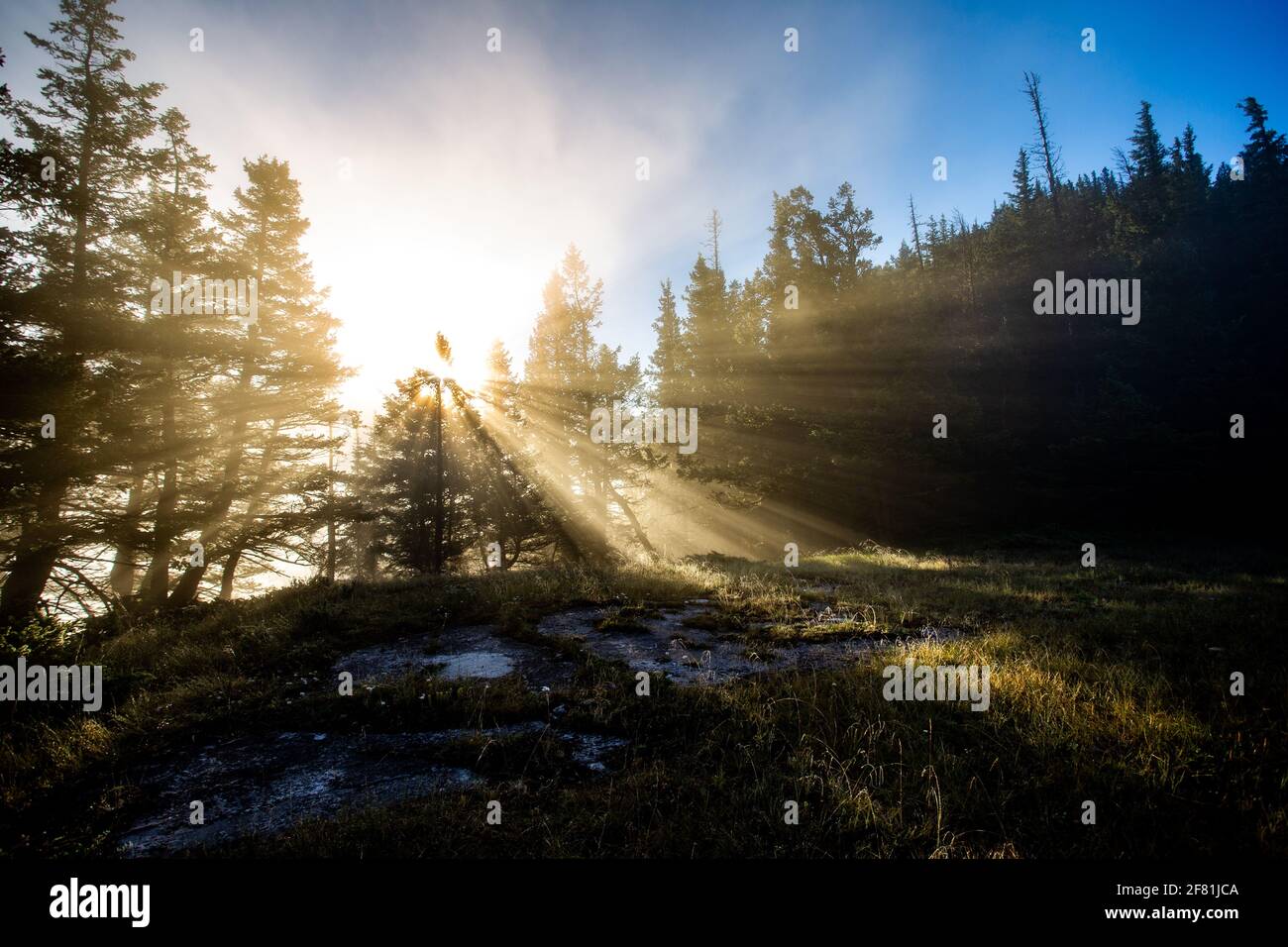Light rays through pine trees in summer with blue sky Stock Photo - Alamy