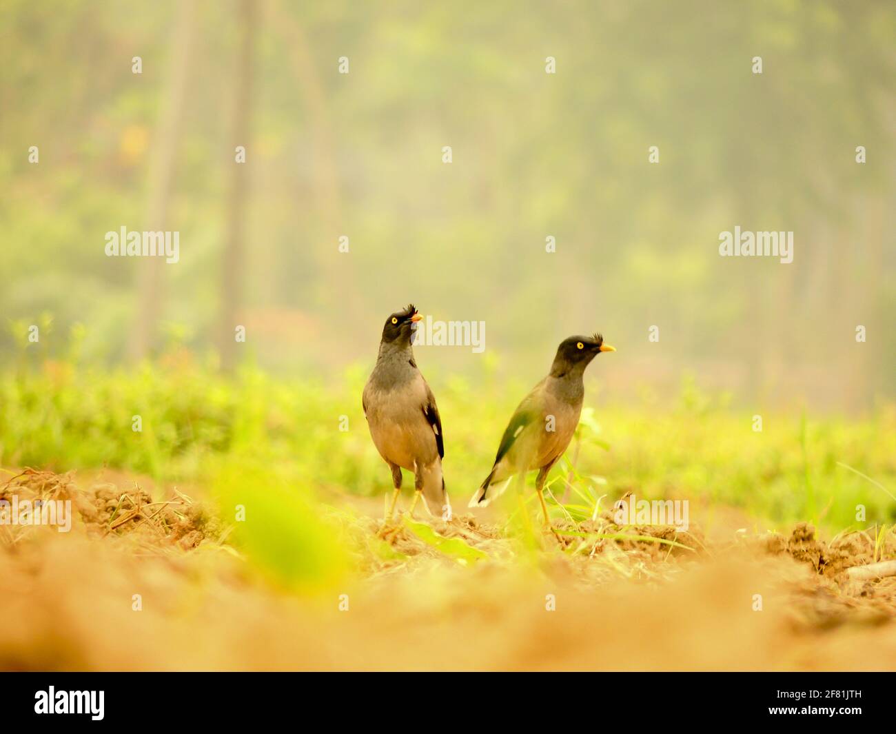 Myna nest hi-res stock photography and images - Alamy