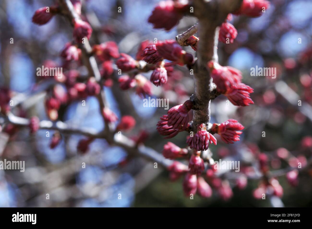 Peduncle elongation hi-res stock photography and images - Alamy