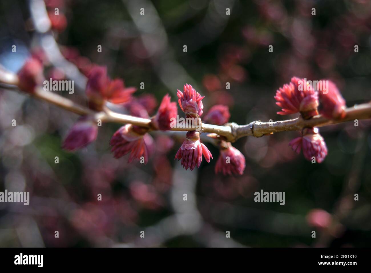 Peduncle elongation hi-res stock photography and images - Alamy