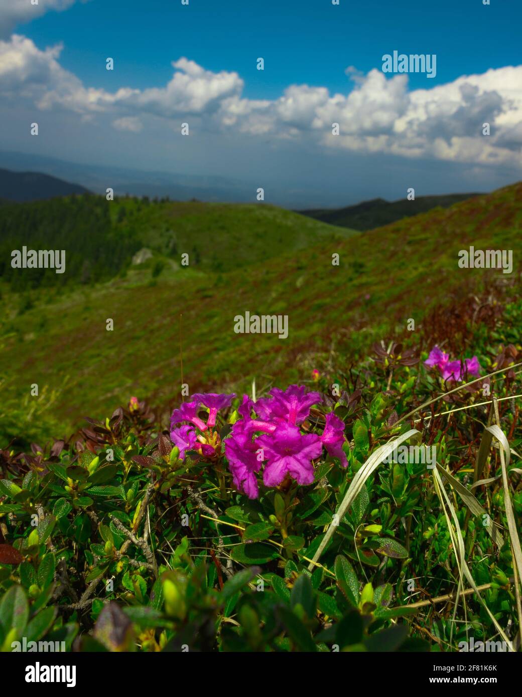 A beautiful scenery of a mountainous landscape with wildflowers Stock ...
