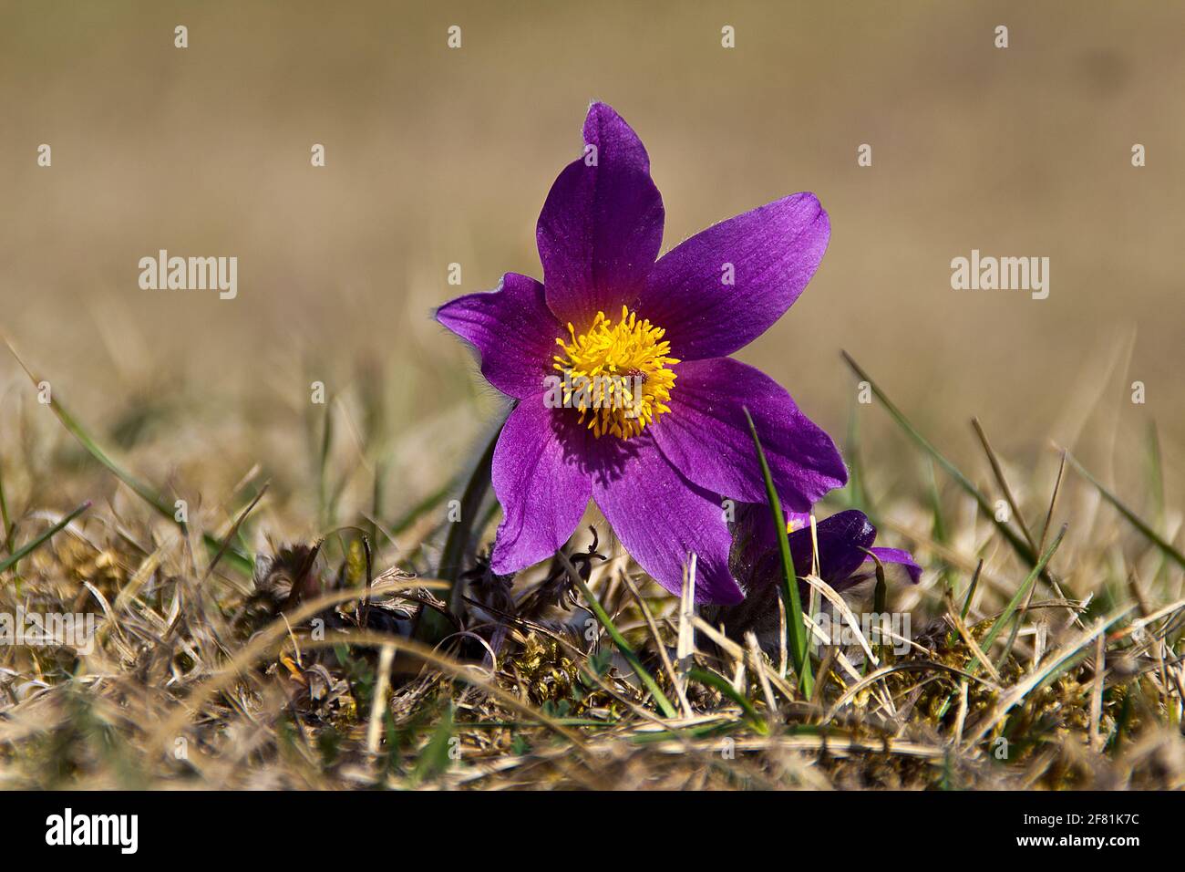 The beautiful purple fluffy flower Oriental Pulsatilla patens ...