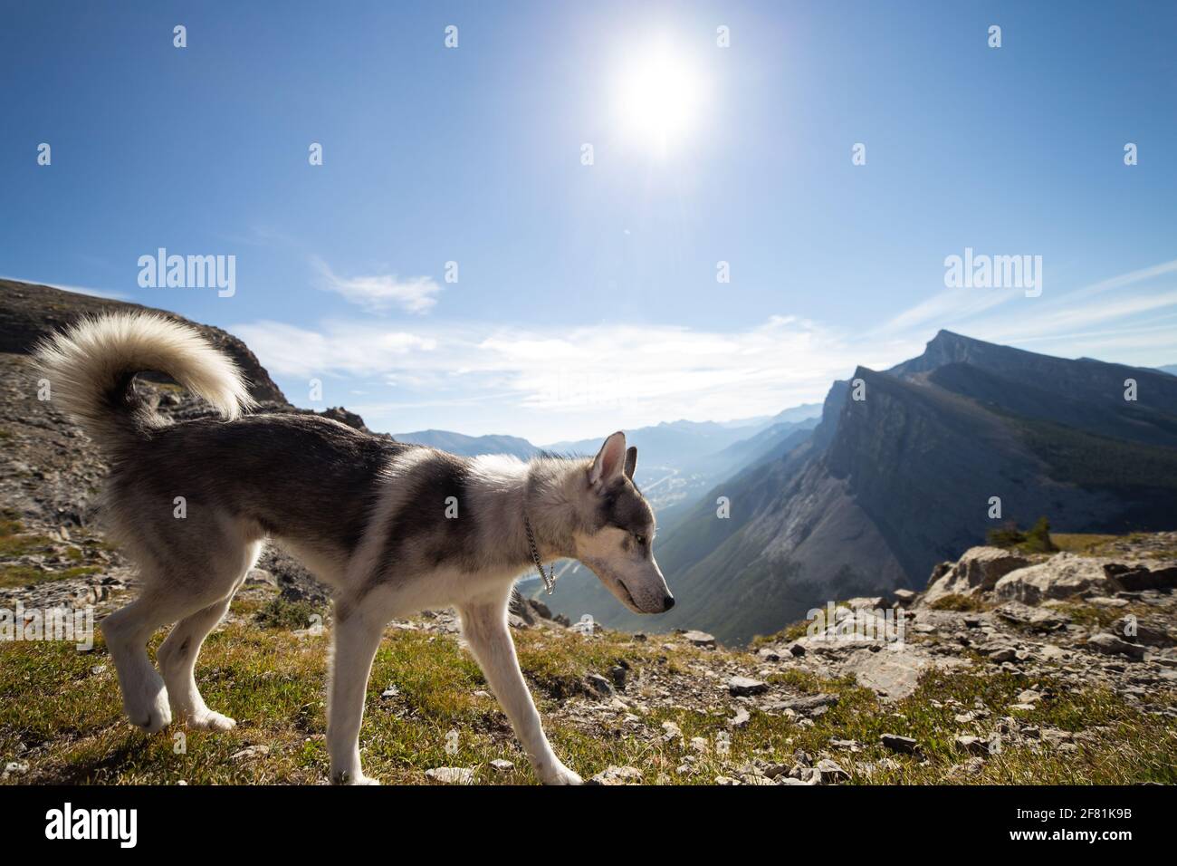 Dog at the top of a mountain hi-res stock photography and images - Alamy