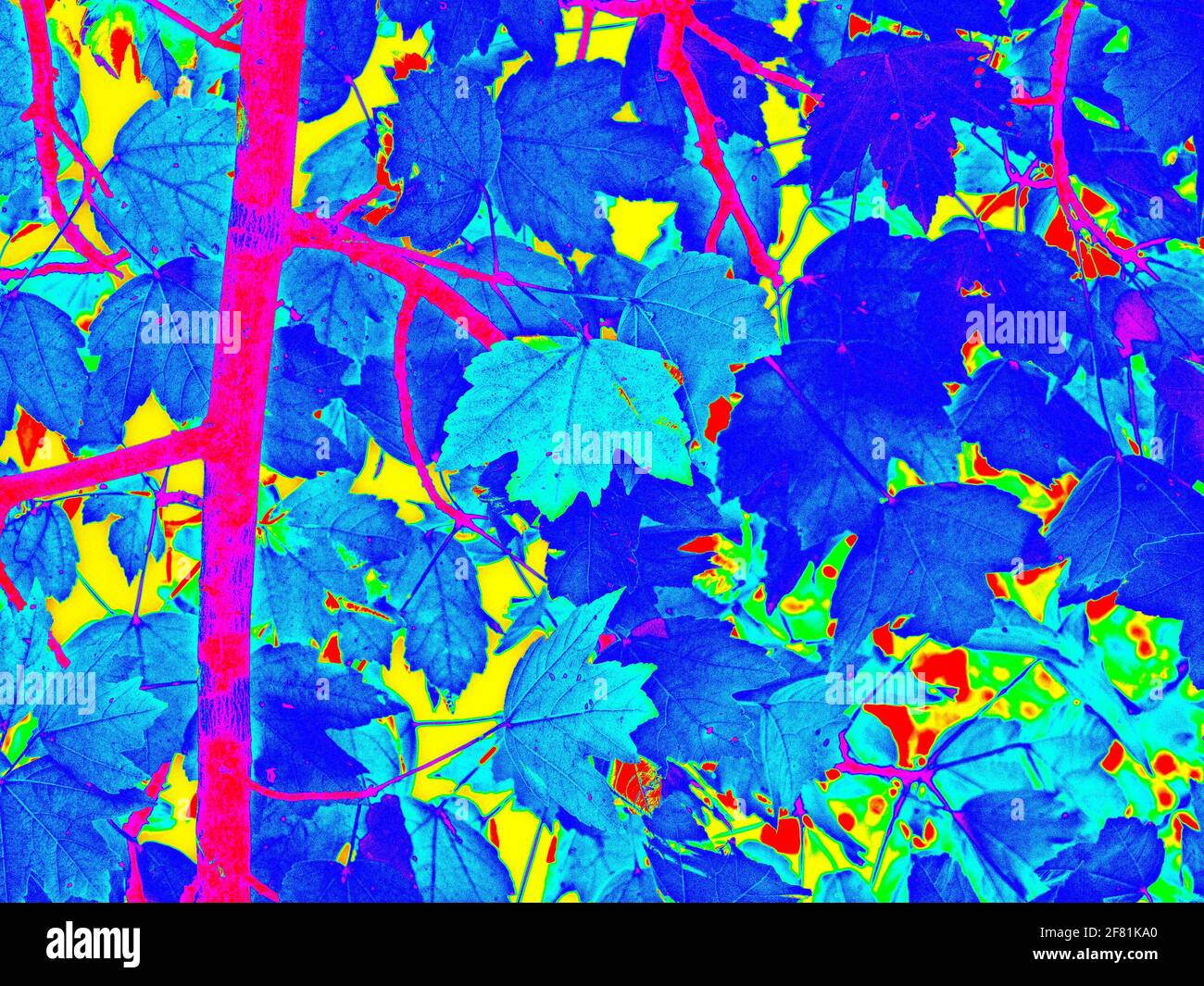Blue Leaves On Yellow - The underside of a spread of leaves and some ...