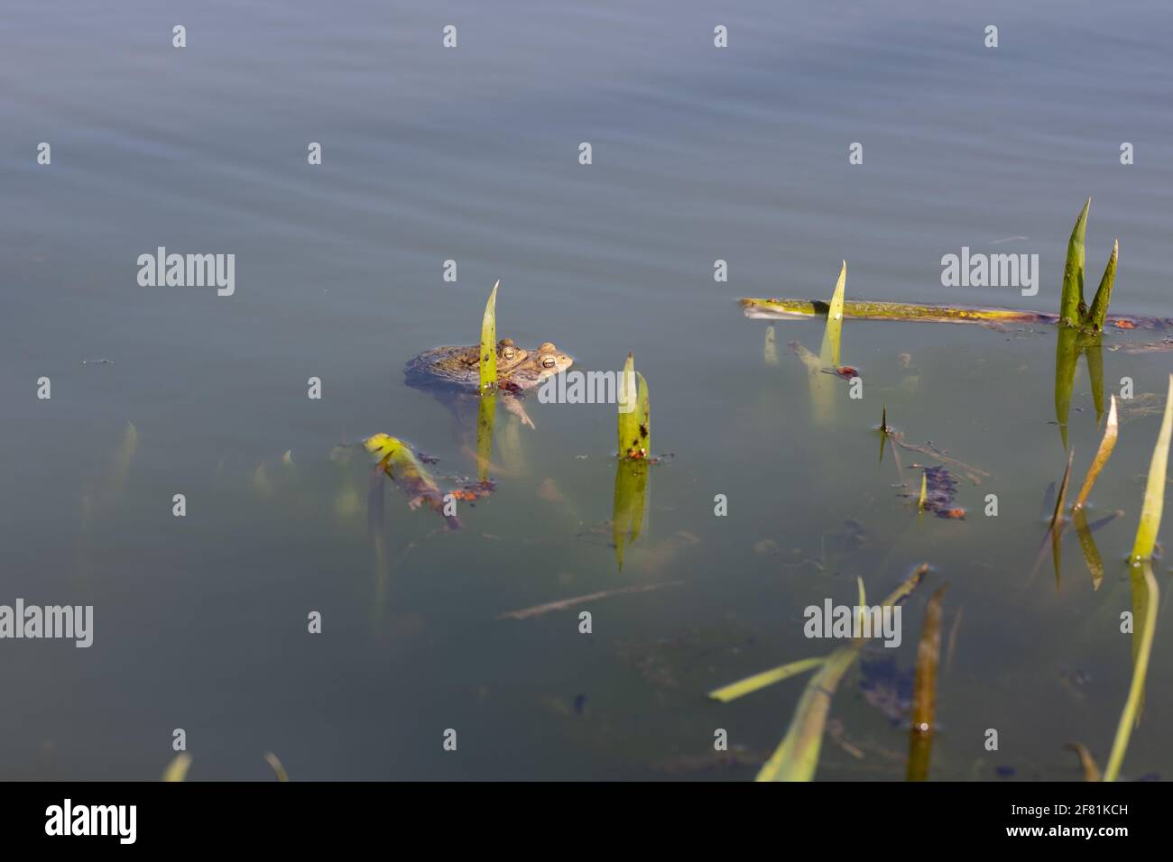 Save the frogs hi-res stock photography and images - Alamy