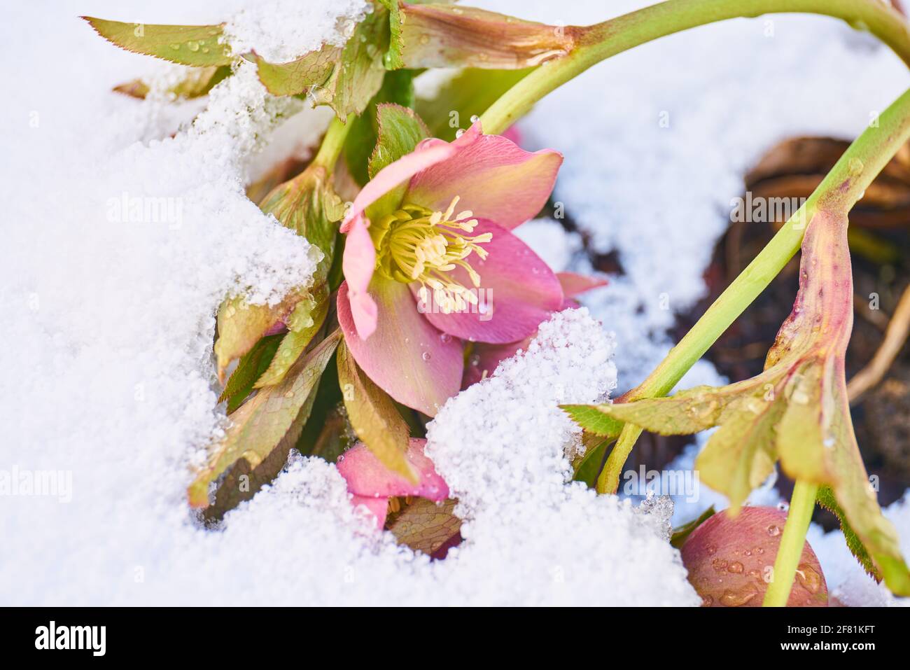 Hellebores in snow hi-res stock photography and images - Alamy
