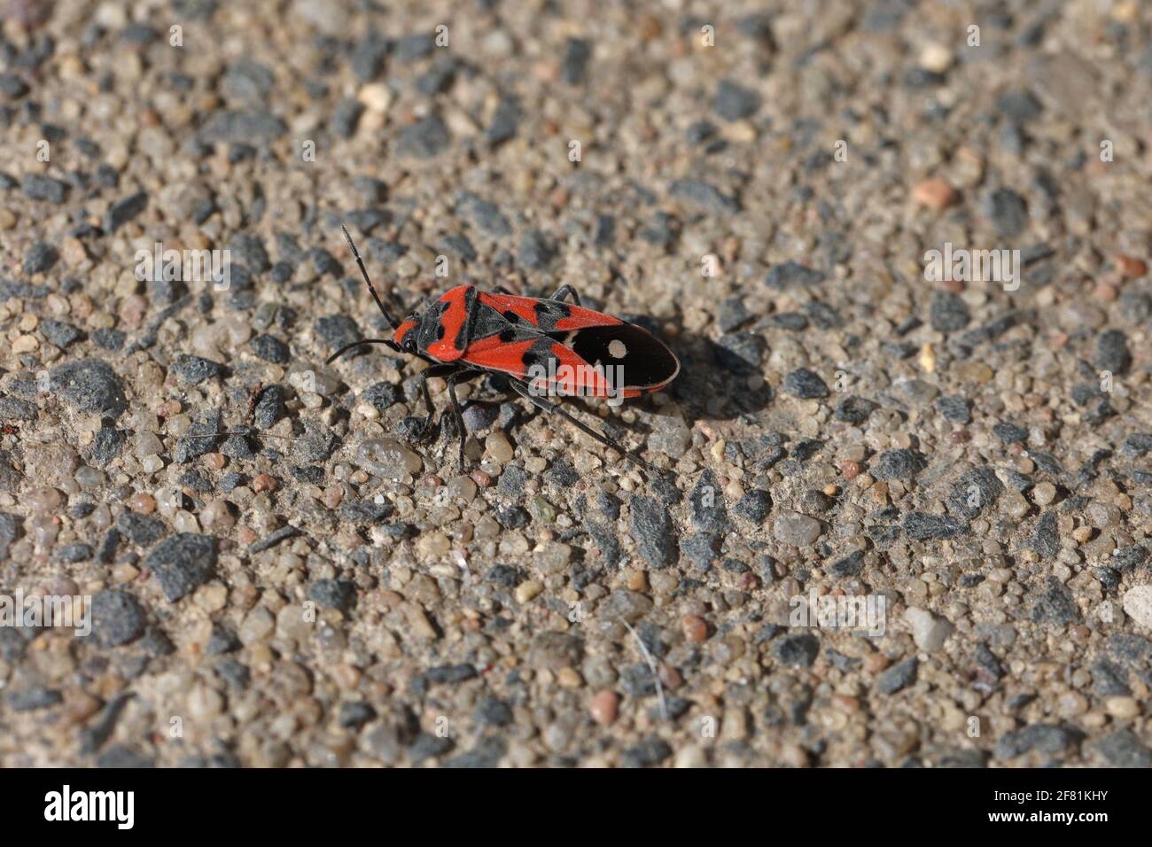A pyrrhocoris apterus on the ground on sunny day Stock Photo - Alamy