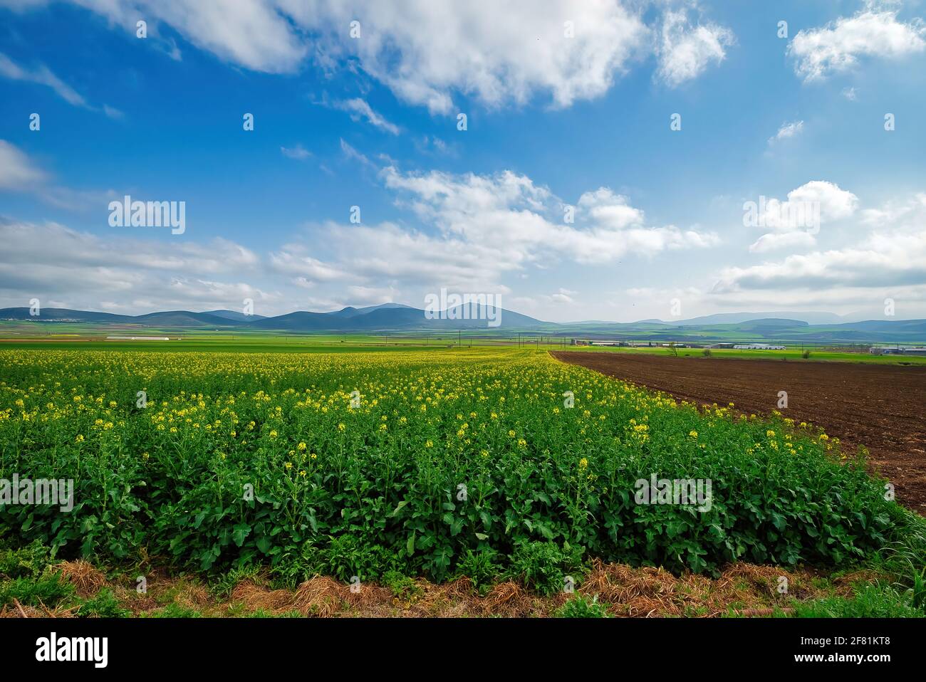spring agricultural crops, rapeseed, wheat, corn,Blooming canola field ...